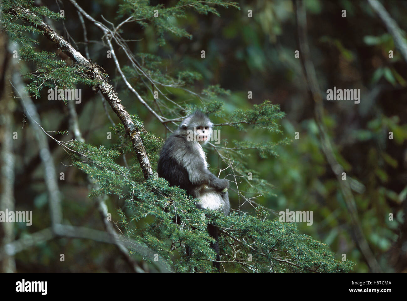 Yunnan Snub-nosed Monkey (Rhinopithecus bieti) in tree, Weixi County ...