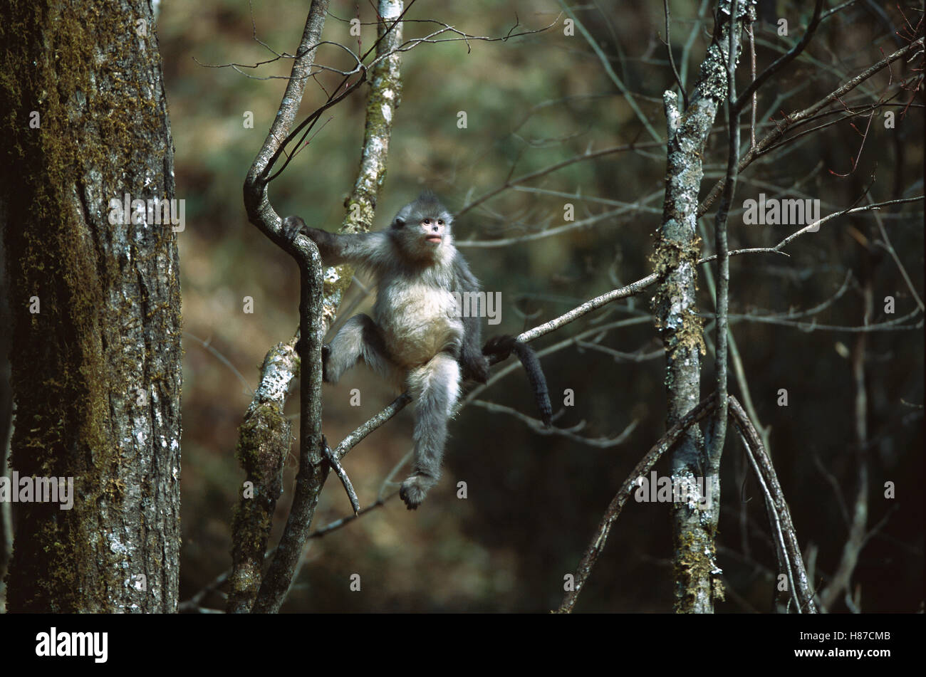 Yunnan Snub-nosed Monkey (Rhinopithecus bieti) in tree, Weixi County ...