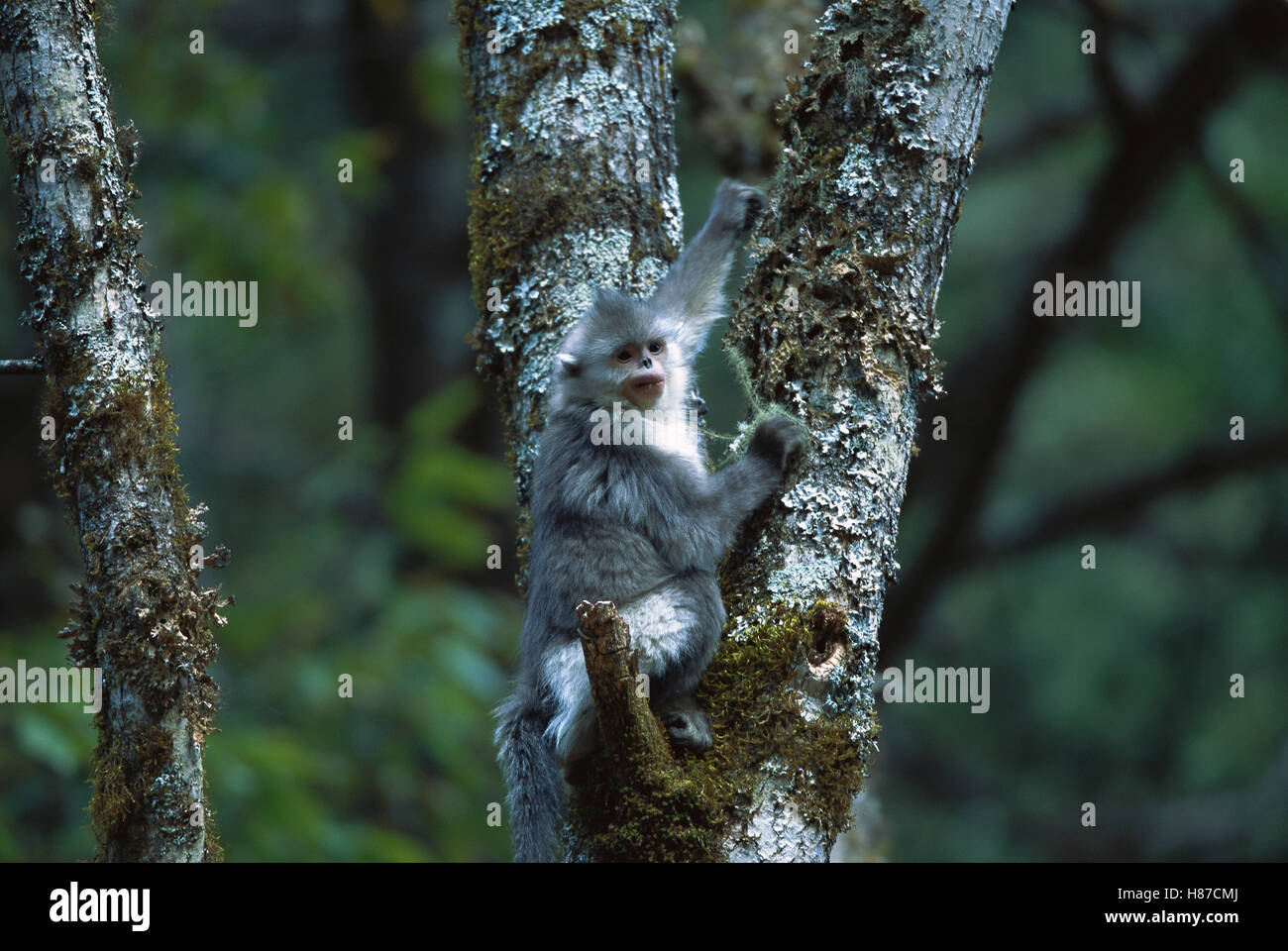 Yunnan Snub-nosed Monkey (Rhinopithecus bieti) juvenile in tree, Weixi ...