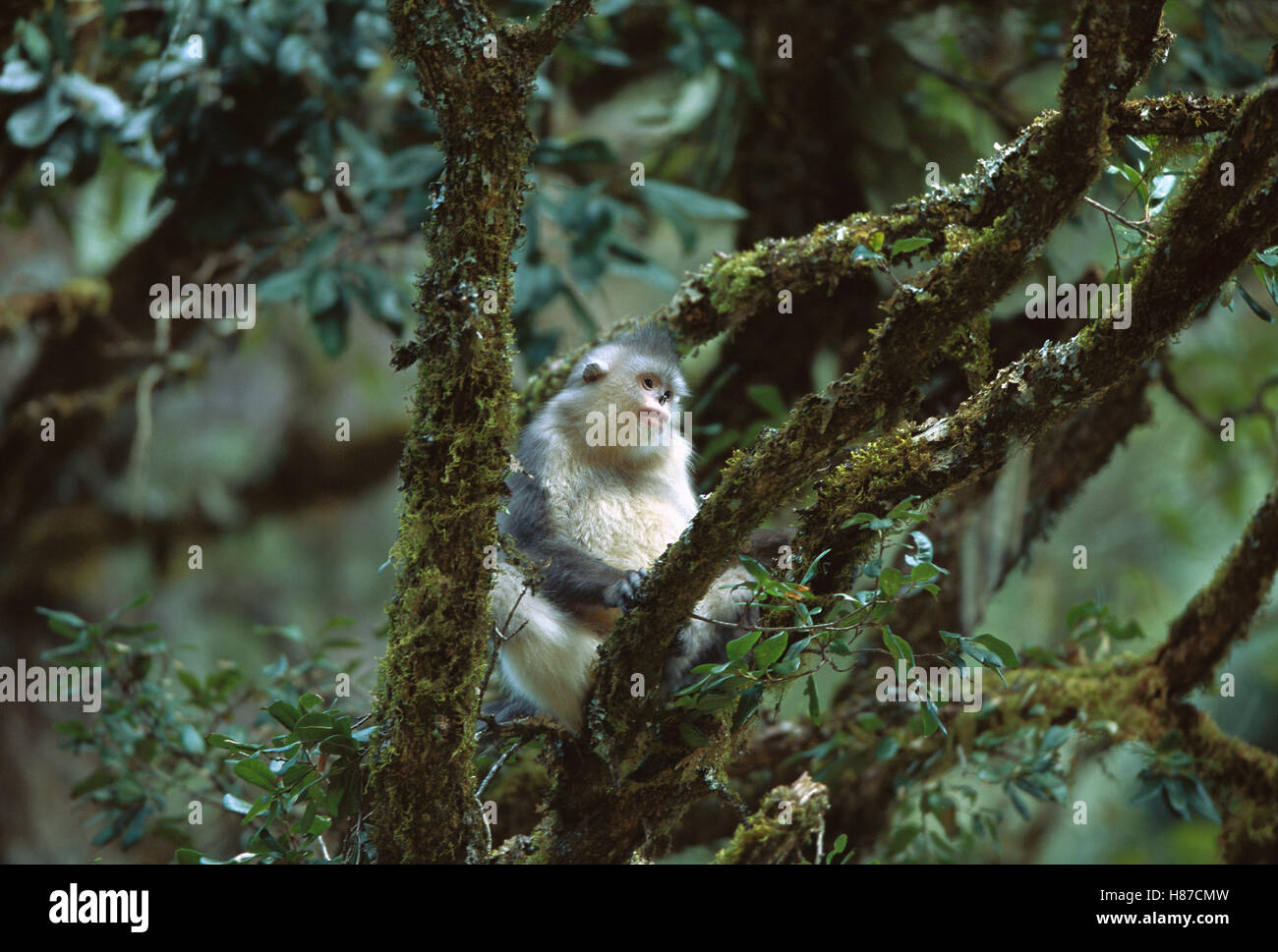 Yunnan Snub-nosed Monkey (Rhinopithecus bieti) in tree, Weixi County ...