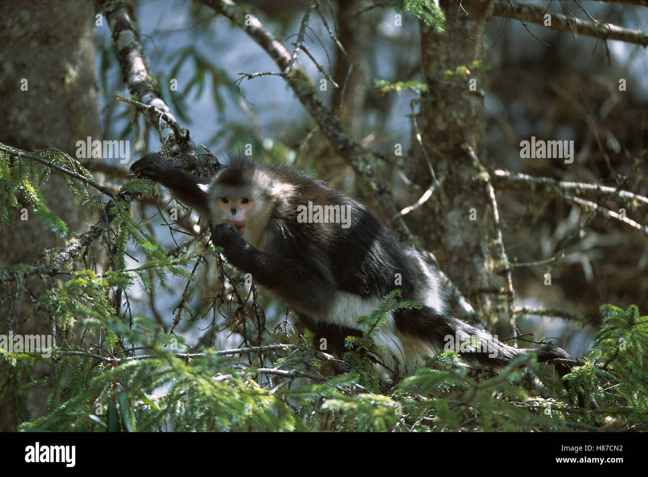 Yunnan Snub-nosed Monkey (Rhinopithecus bieti) adult feeding in tree ...