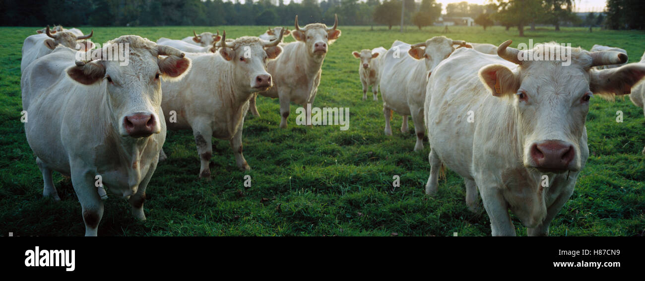 Domestic Cattle (Bos taurus) Charolais herd in pasture, Picardie ...