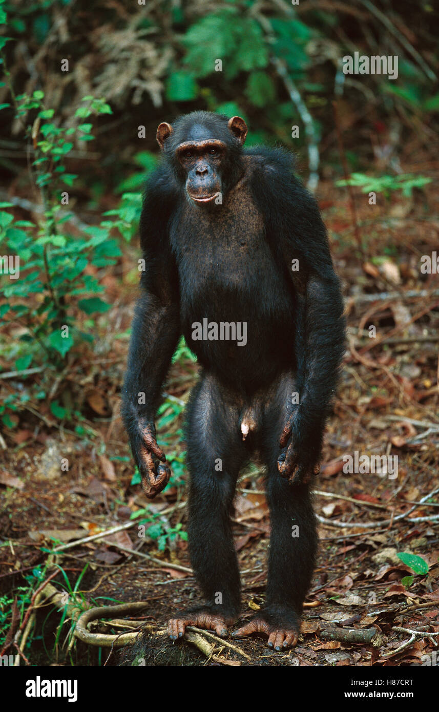 Chimpanzee (Pan troglodytes) male standing upright, Gabon Stock Photo ...