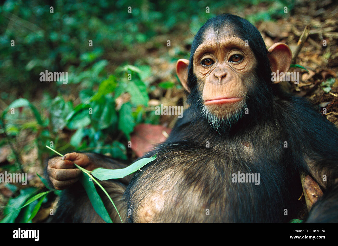 Chimpanzee (Pan troglodytes) sick baby with a big belly, Gabon Stock ...