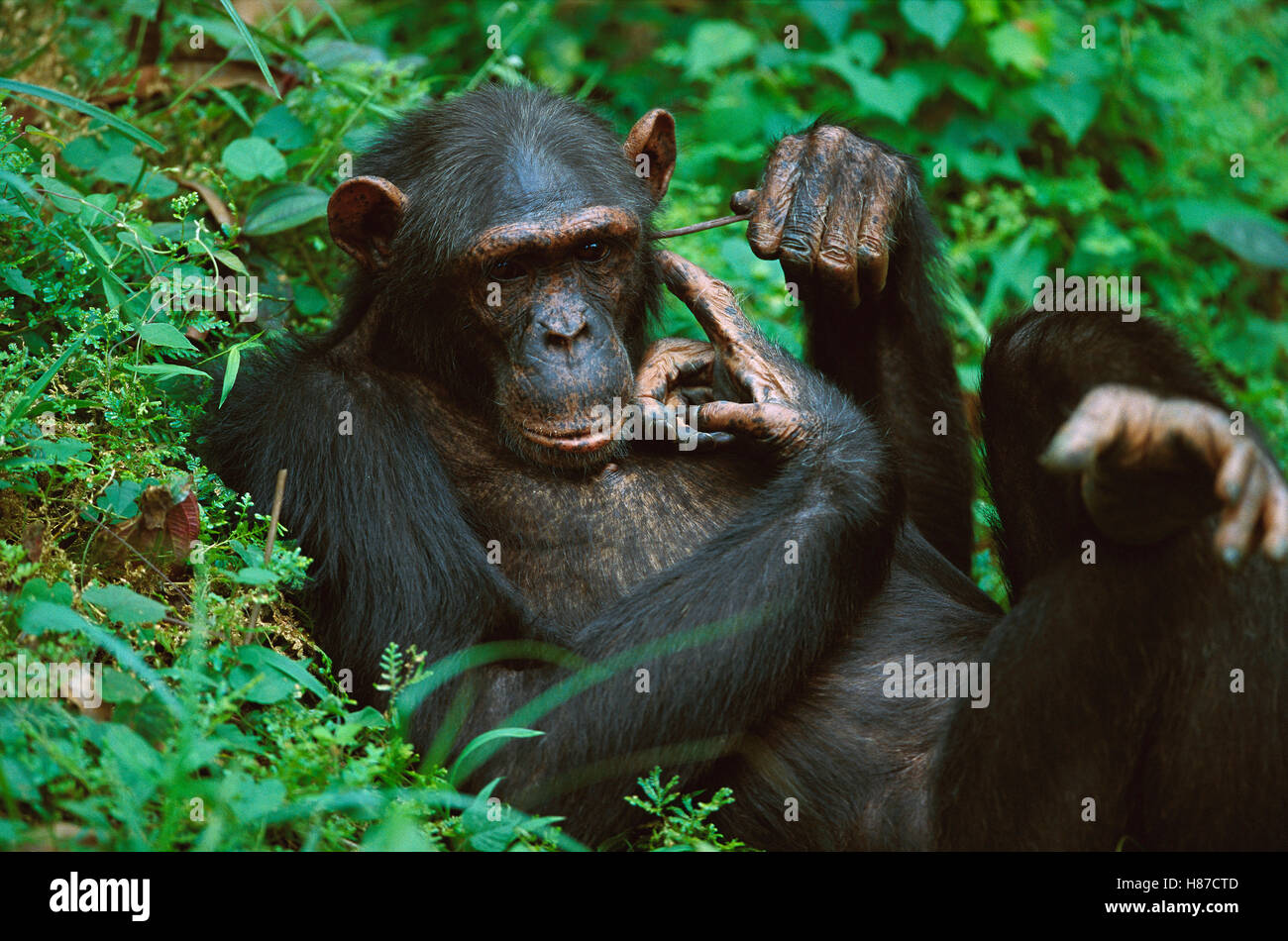 Chimpanzee (Pan troglodytes) male scratching his ear with a stick ...