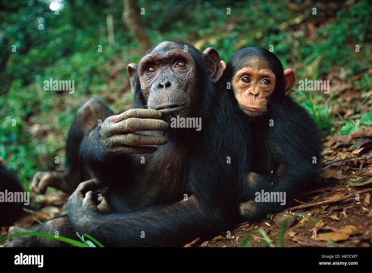 Chimpanzee (Pan troglodytes) adult female with orphan baby she has ...