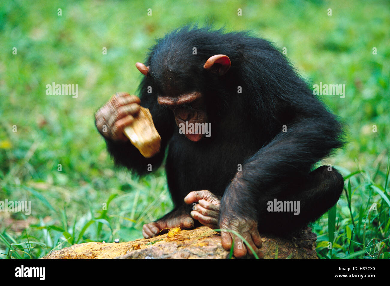 Chimpanzee (Pan troglodytes) using tools to crack nuts, Gabon Stock ...