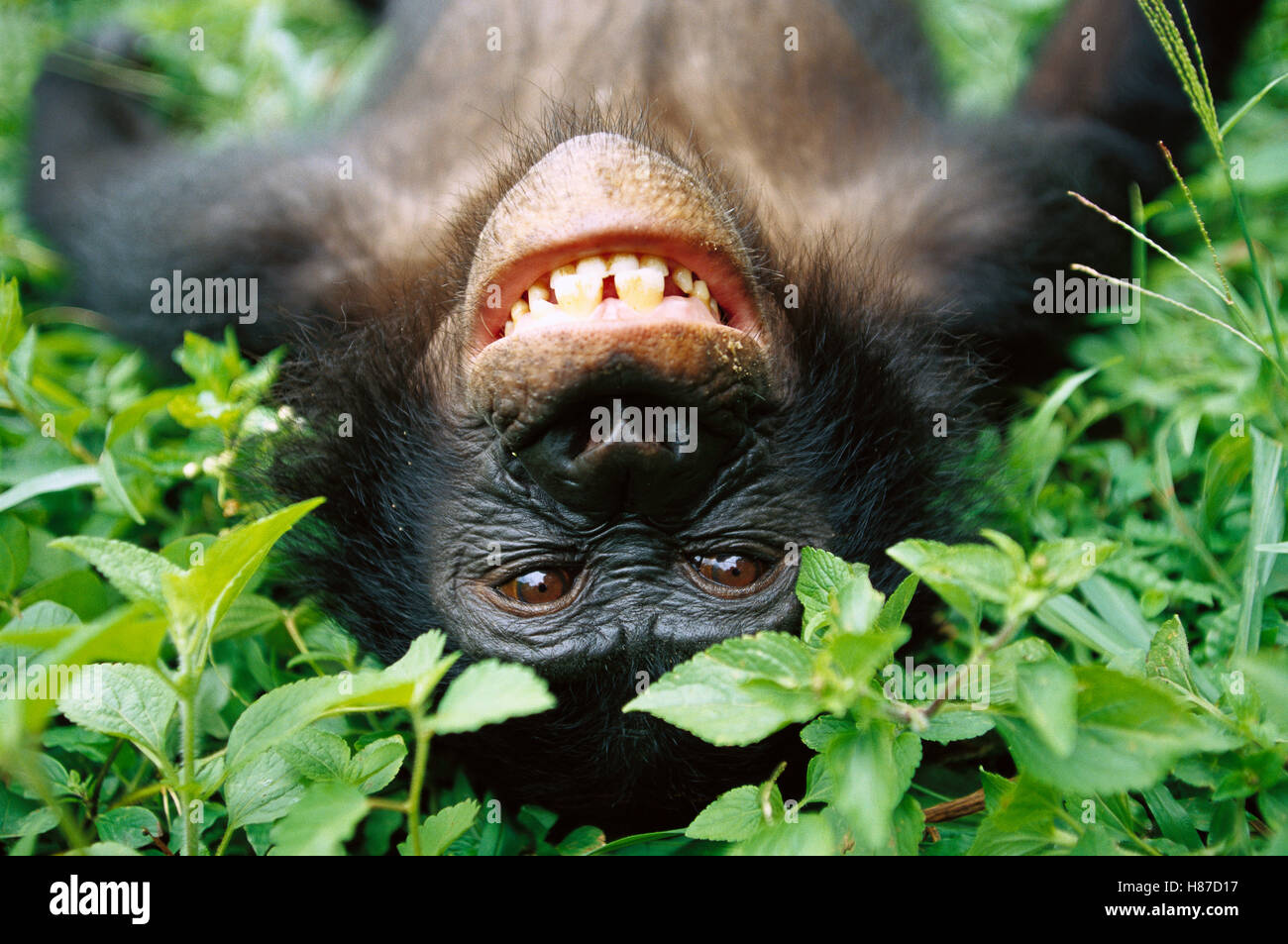 Bonobo (Pan paniscus) smiling while laying on ground, ABC Sanctuary ...