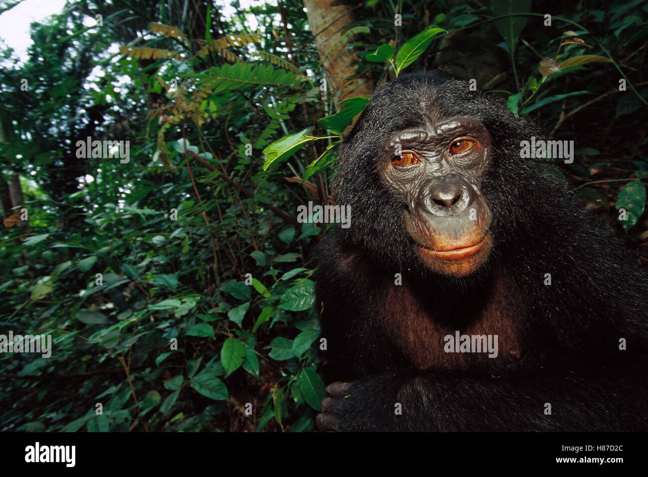 Bonobo (Pan paniscus), portrait of a male, ABC Sanctuary, Democratic ...