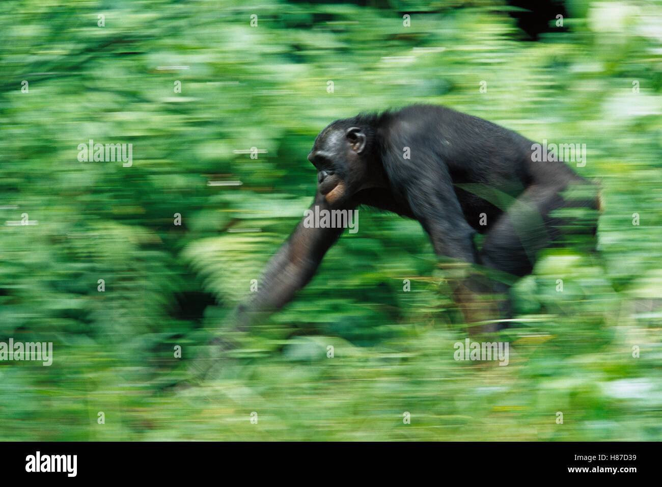 Bonobo (Pan paniscus) nine year old male running through vegetation ...