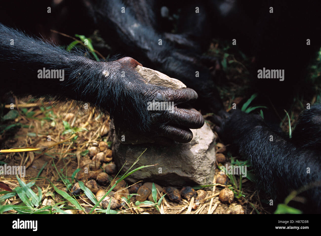 Bonobo (Pan paniscus) using rocks as a hammer and anvil to crack open ...