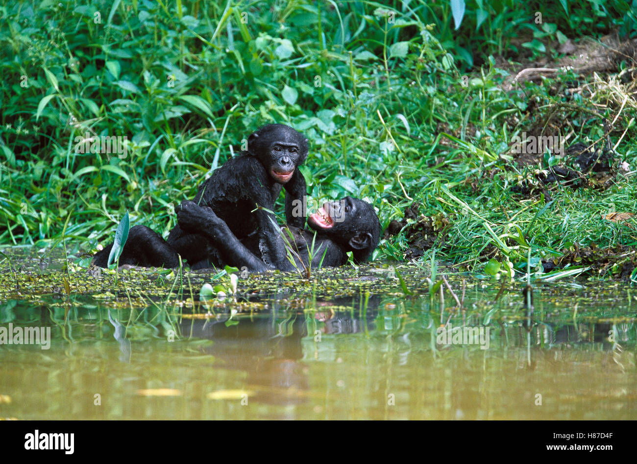 Bonobo (Pan paniscus) subadult couple mating face to face in water ...