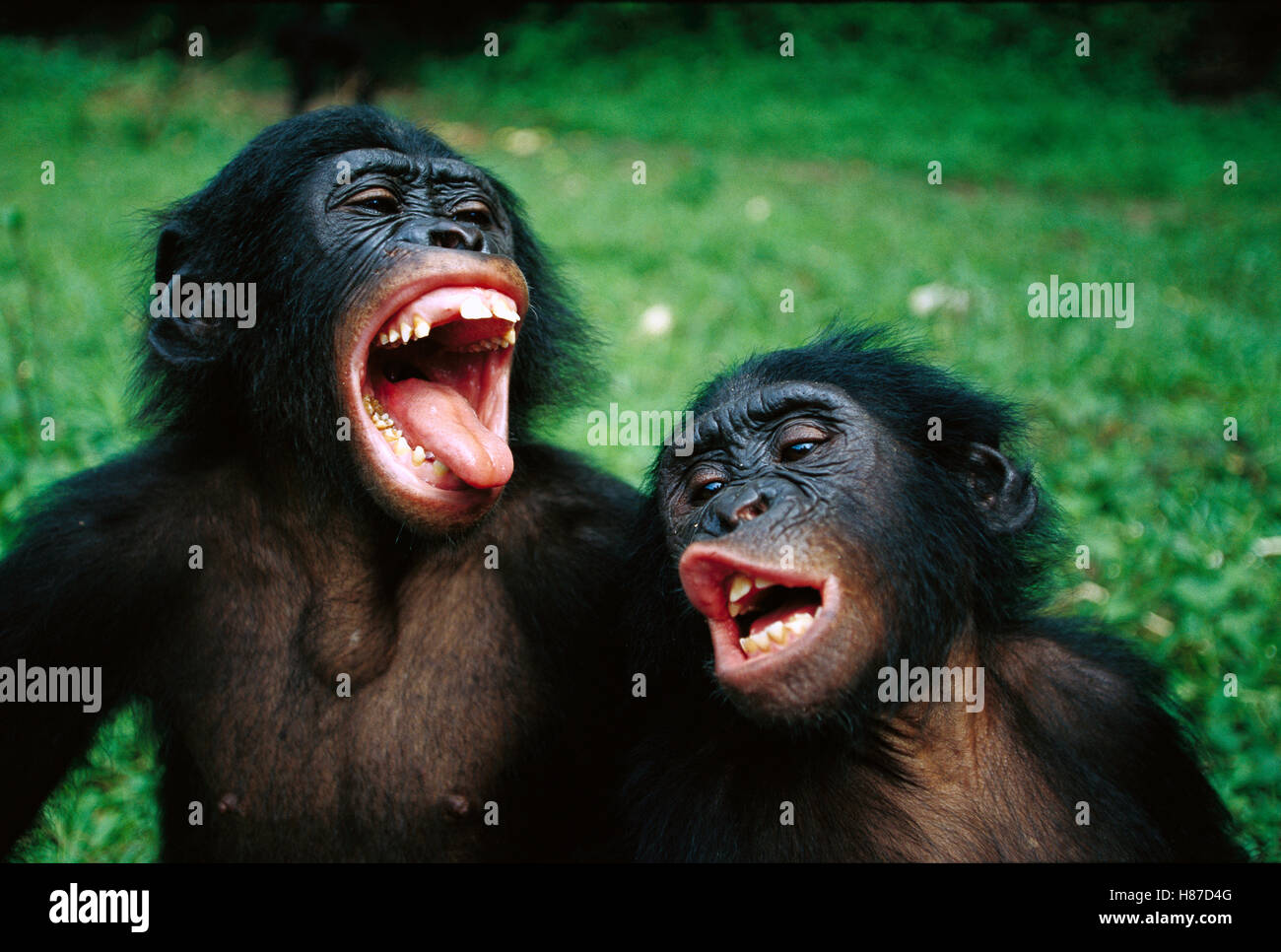 Bonobo (Pan paniscus) juvenile pair making funny faces, Democratic ...