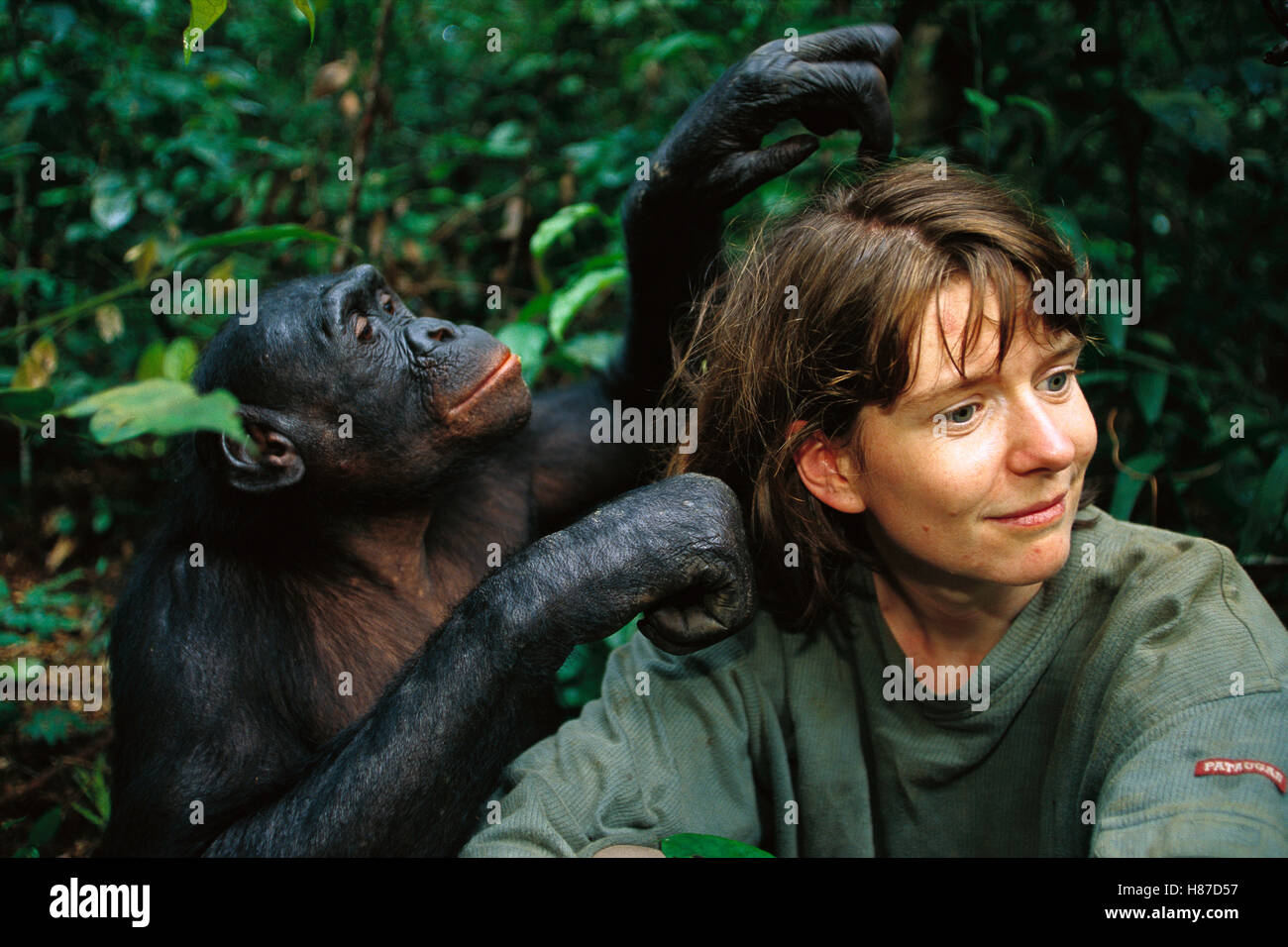 Bonobo (Pan paniscus), grooming a visitor, ABC Sanctuary, Democratic ...