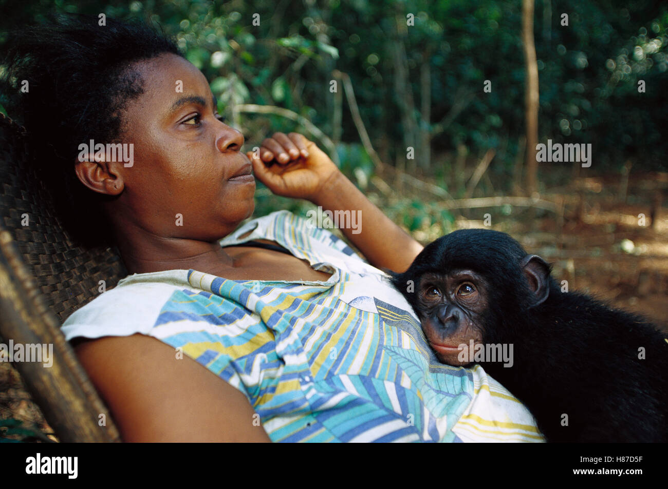 Bonobo (Pan paniscus), orphan with Henrietta, a human adoptive mother ...