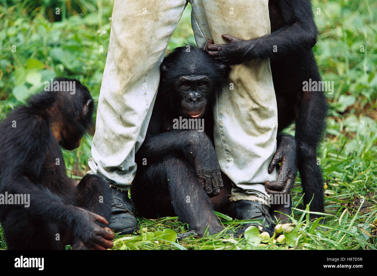 Bonobo (Pan paniscus) playing with their keeper, ABC Sanctuary ...