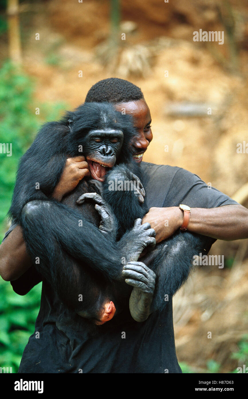 Bonobo (Pan paniscus), playing with keeper, ABC Sanctuary, Democratic ...