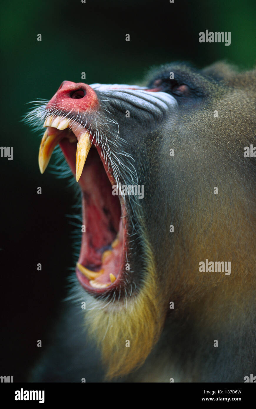 Mandrill (Mandrillus sphinx) adult male vocalizing showing huge canine ...