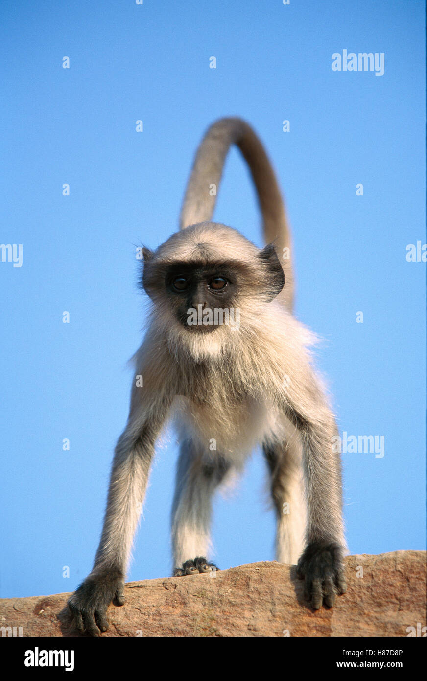 Hanuman Langur (Semnopithecus entellus) juvenile in the Thar Desert ...