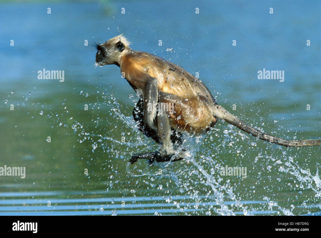 Hanuman Langur (Semnopithecus entellus) crossing a river, Rajasthan ...