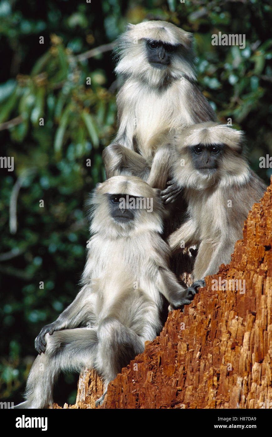 Central Himalayan Langur (Semnopithecus schistaceus) trio in the ...