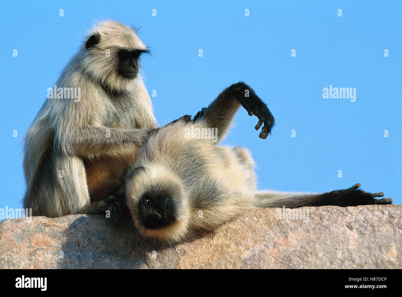 Hanuman Langur (Semnopithecus entellus) two females grooming, Thar ...