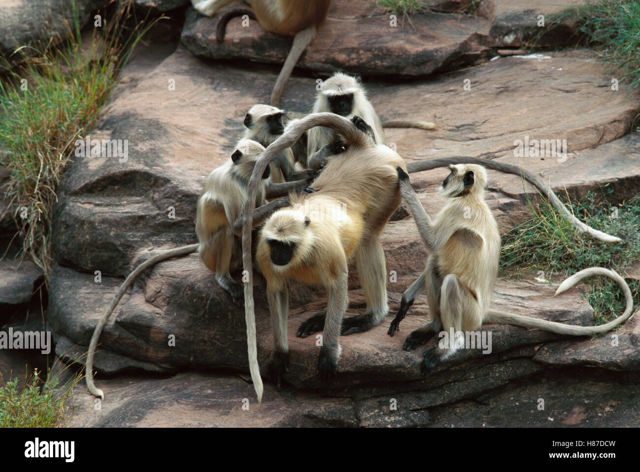Hanuman Langur (Semnopithecus entellus) group of females grooming a ...