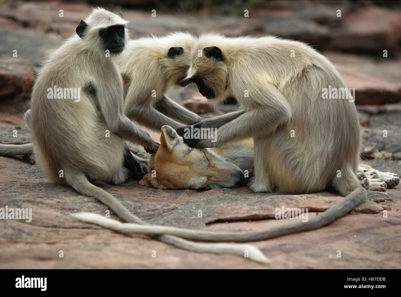 Hanuman Langur (Semnopithecus entellus) group grooming a dog, Rajasthan ...