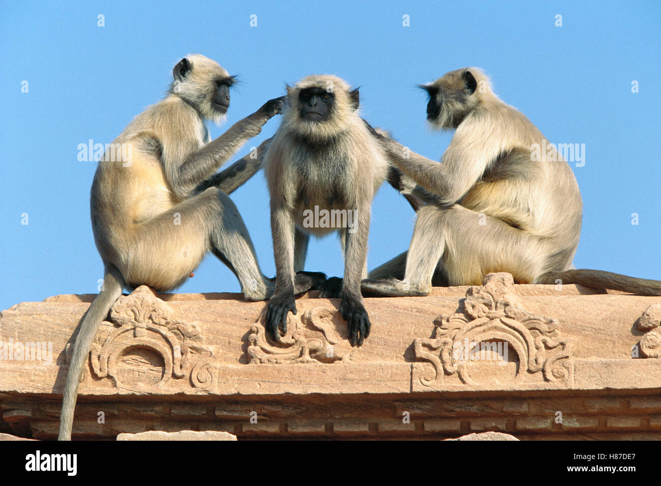 Hanuman Langur (Semnopithecus entellus) three on building grooming each ...