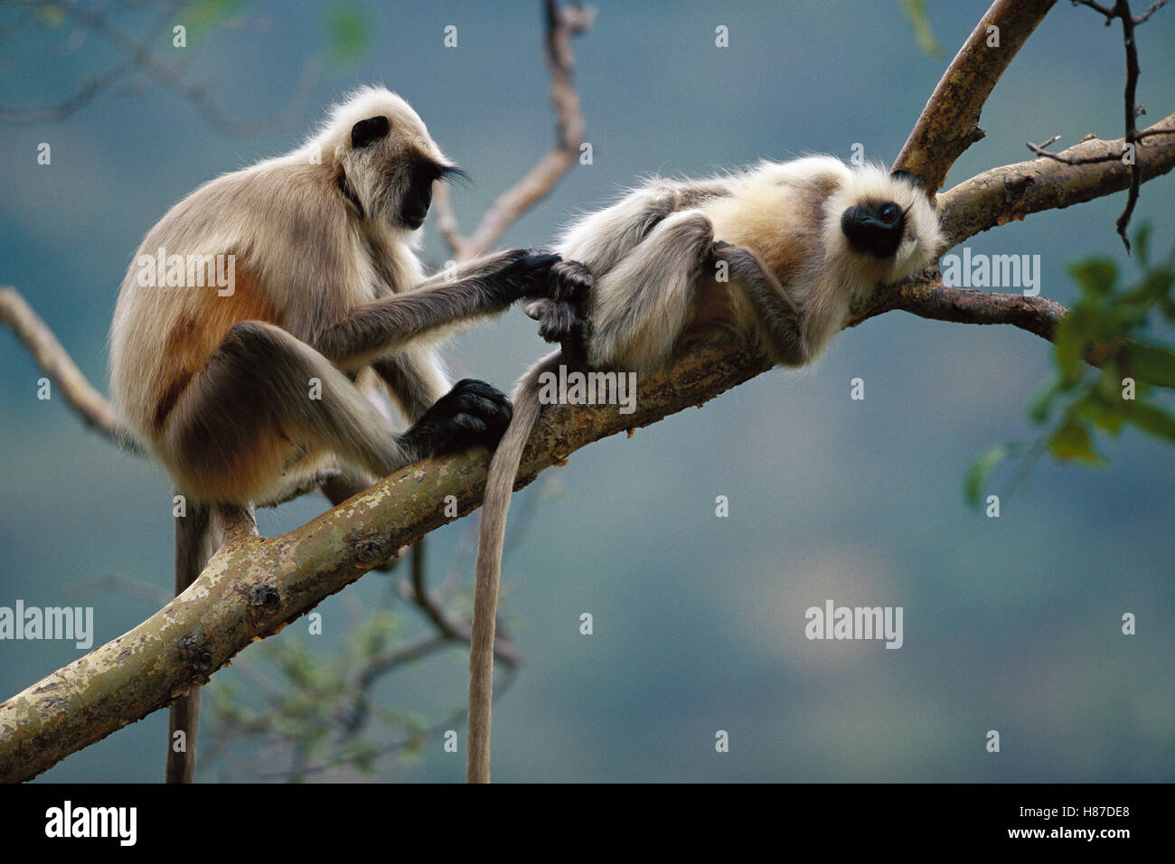 Hanuman Langur (Semnopithecus entellus) pair grooming, Ranakpur Forest ...