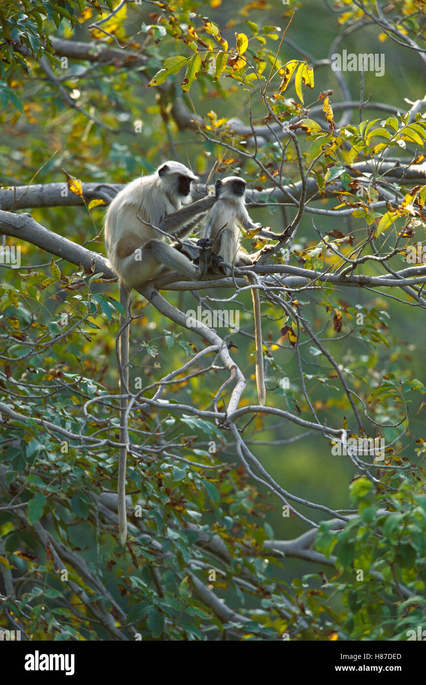 Hanuman Langur (Semnopithecus entellus) adult grooming young in tree ...