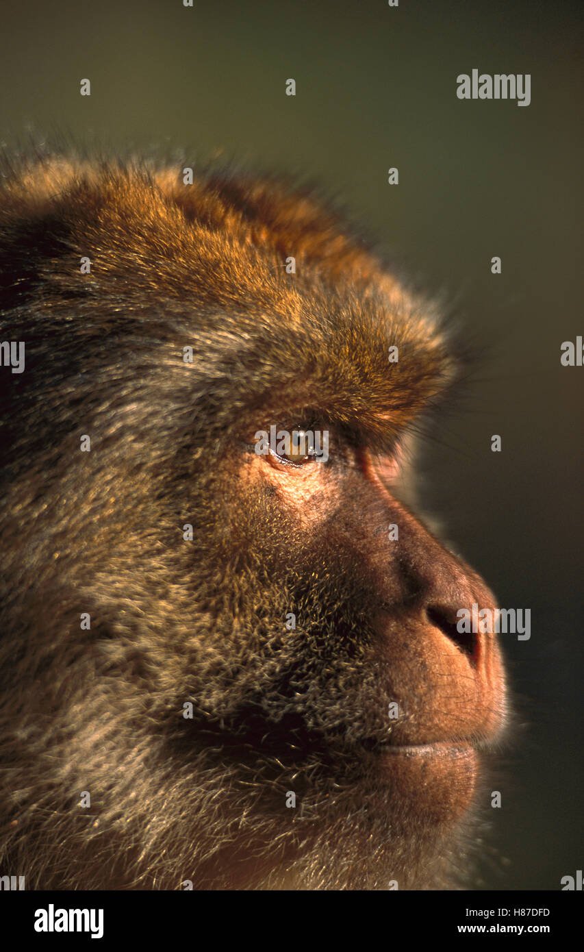 Barbary Macaque (Macaca sylvanus) close-up portrait of a male, Morocco ...