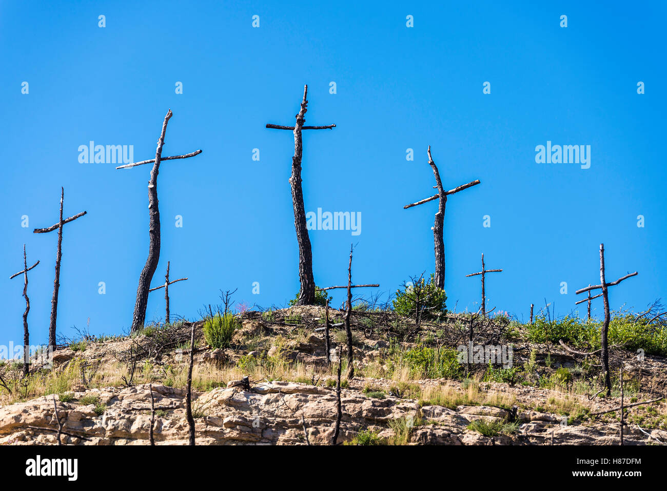 Burnt forest full of crosses made with branches forming a graveyard of ...