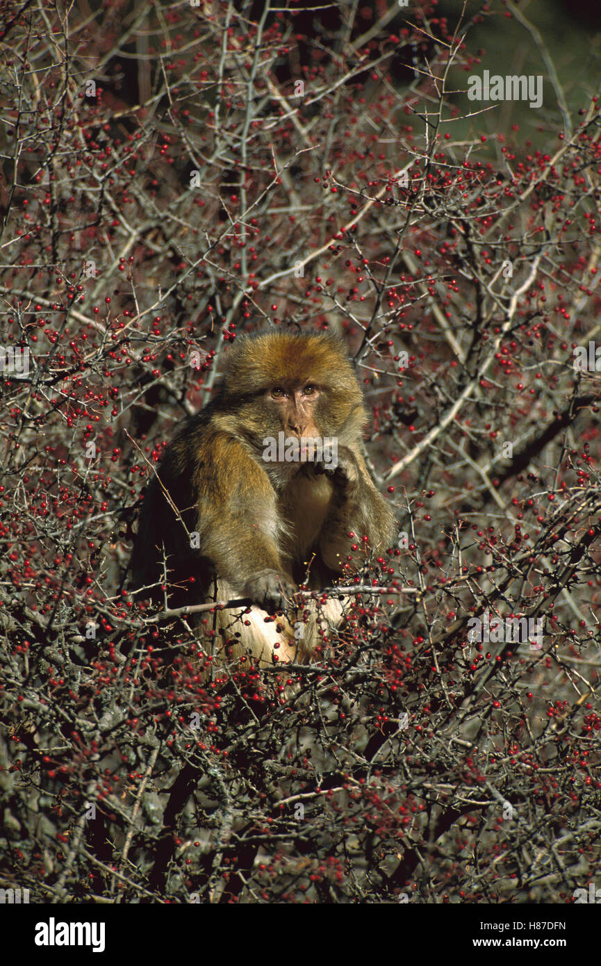 Barbary Macaque (Macaca sylvanus) adult eating berries in a tree in ...