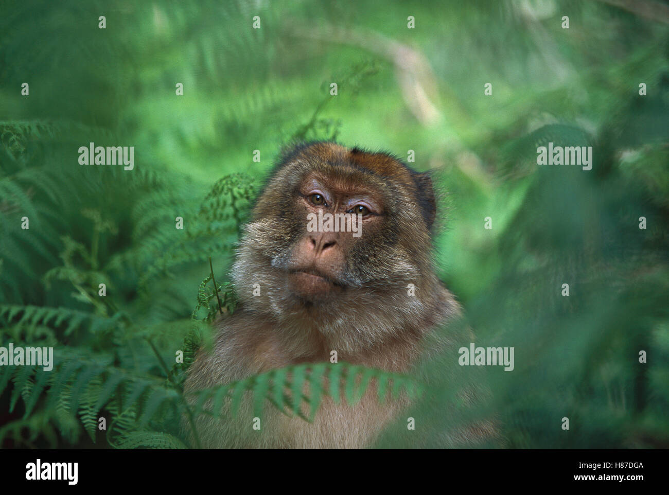 Barbary Macaque (Macaca sylvanus) male sitting on ground among ferns ...