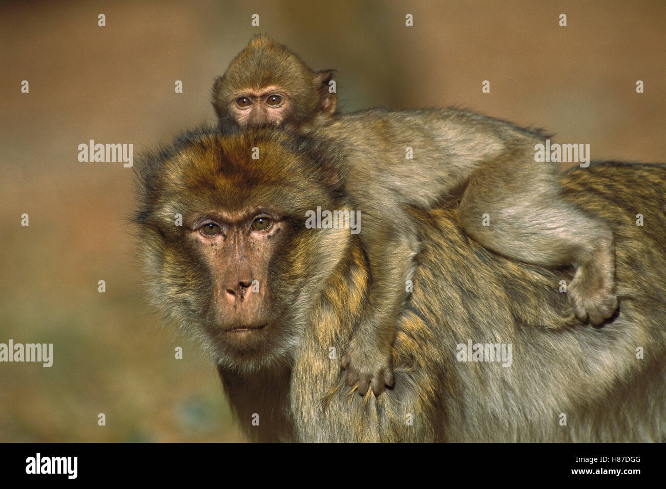 Barbary Macaque (Macaca sylvanus) infant riding on the back of an adult ...