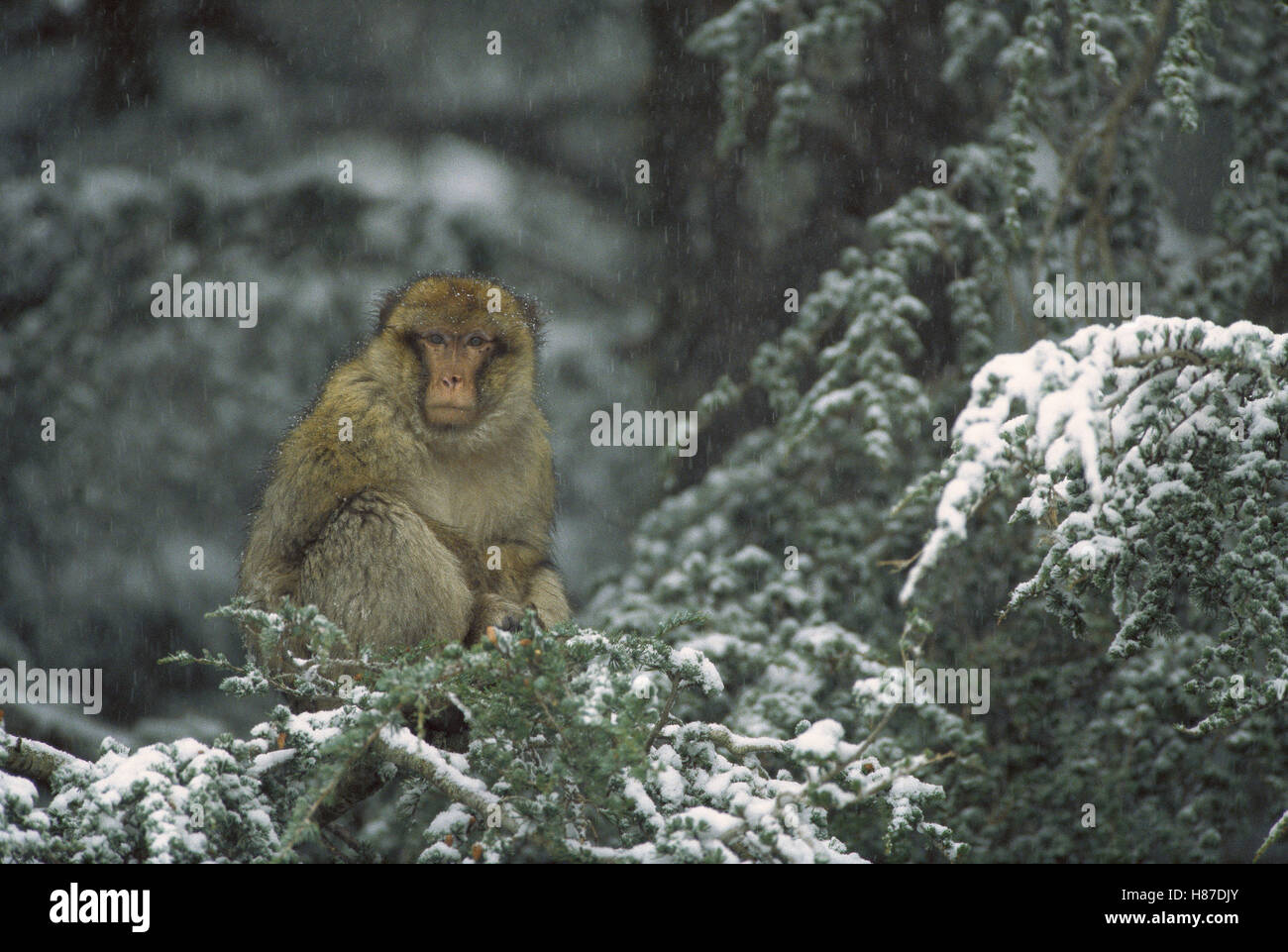 Barbary Macaque (Macaca sylvanus) male in tree under snowfall, winter ...
