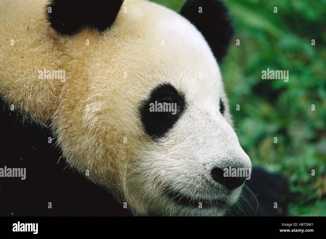 Giant Panda (Ailuropoda melanoleuca) close-up portrait, China ...