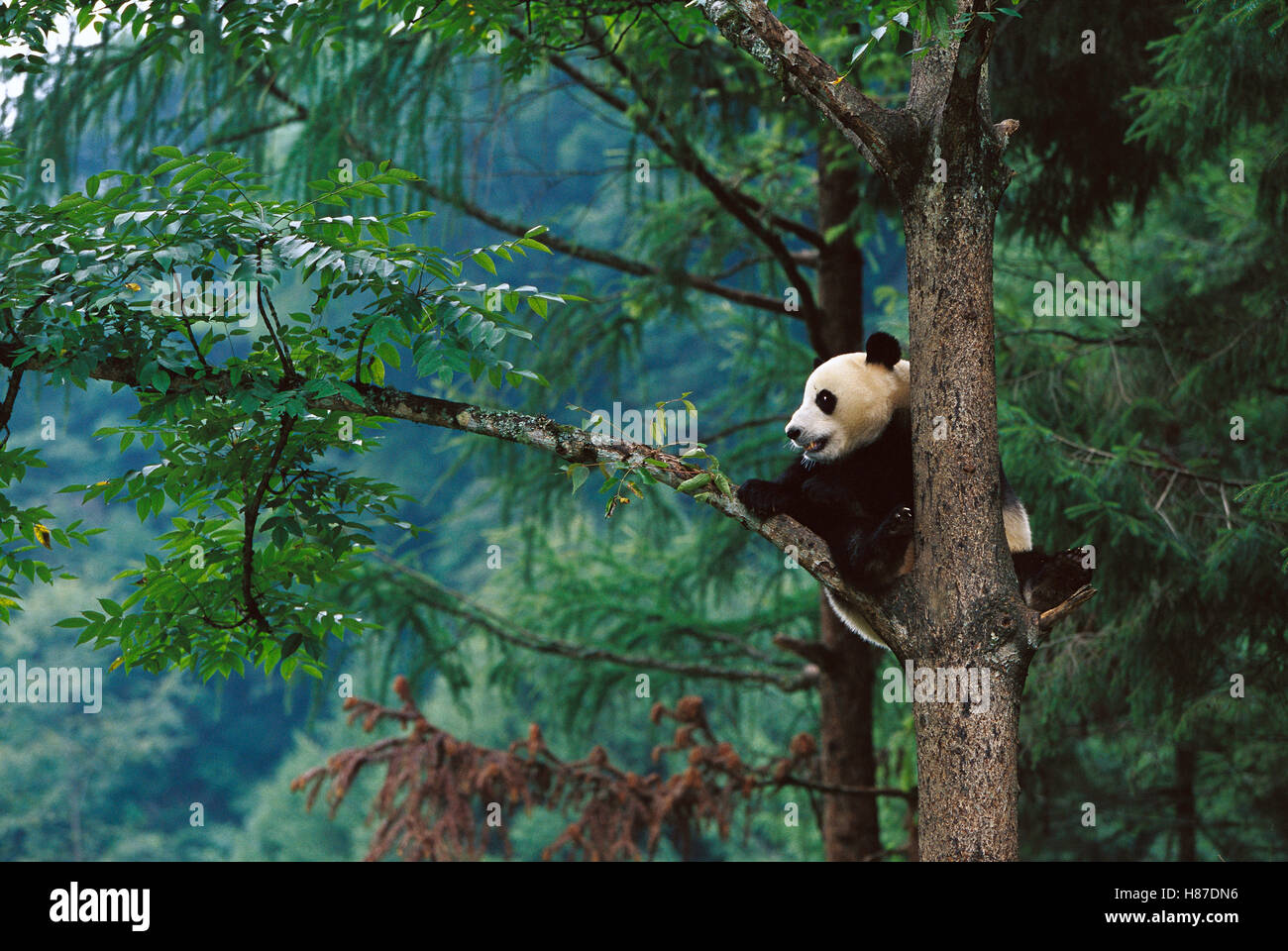 Giant Panda (Ailuropoda melanoleuca) in a tree, China Conservation and ...