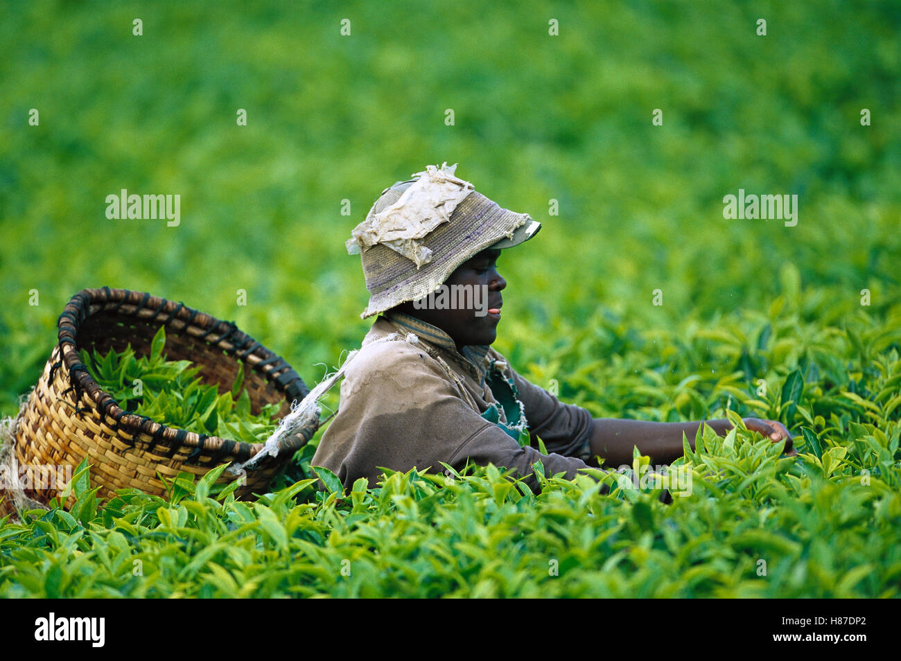 Worker harvesting tea leaves, Rwanda Stock Photo - Alamy