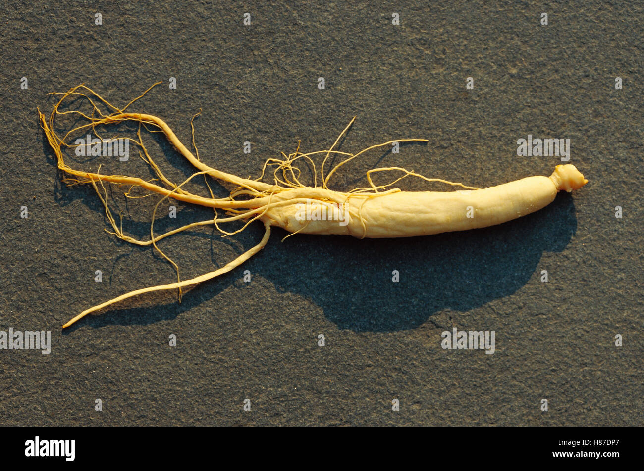 Ginseng (Panax sp) root, China Stock Photo - Alamy