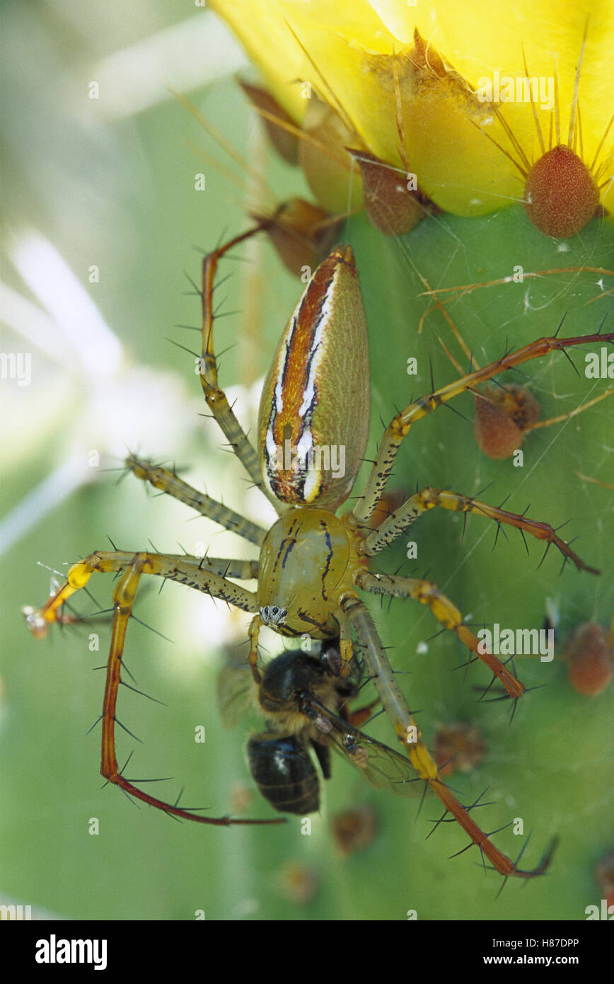 Spider eating a Bee, southern Madagascar Stock Photo - Alamy