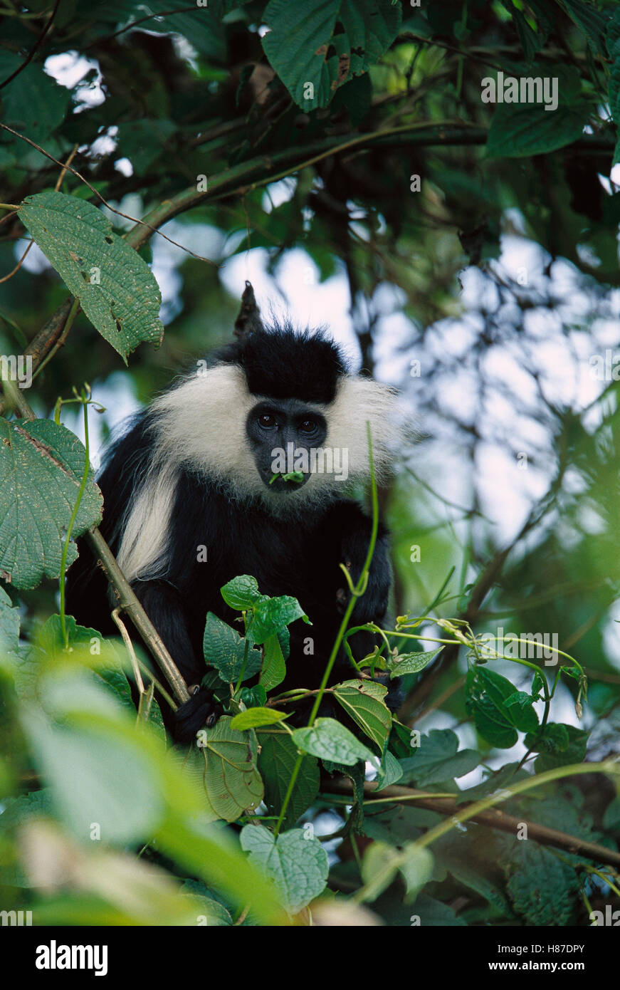 Angolan Colobus (Colobus angolensis) portrait in tree feeding on leaves ...