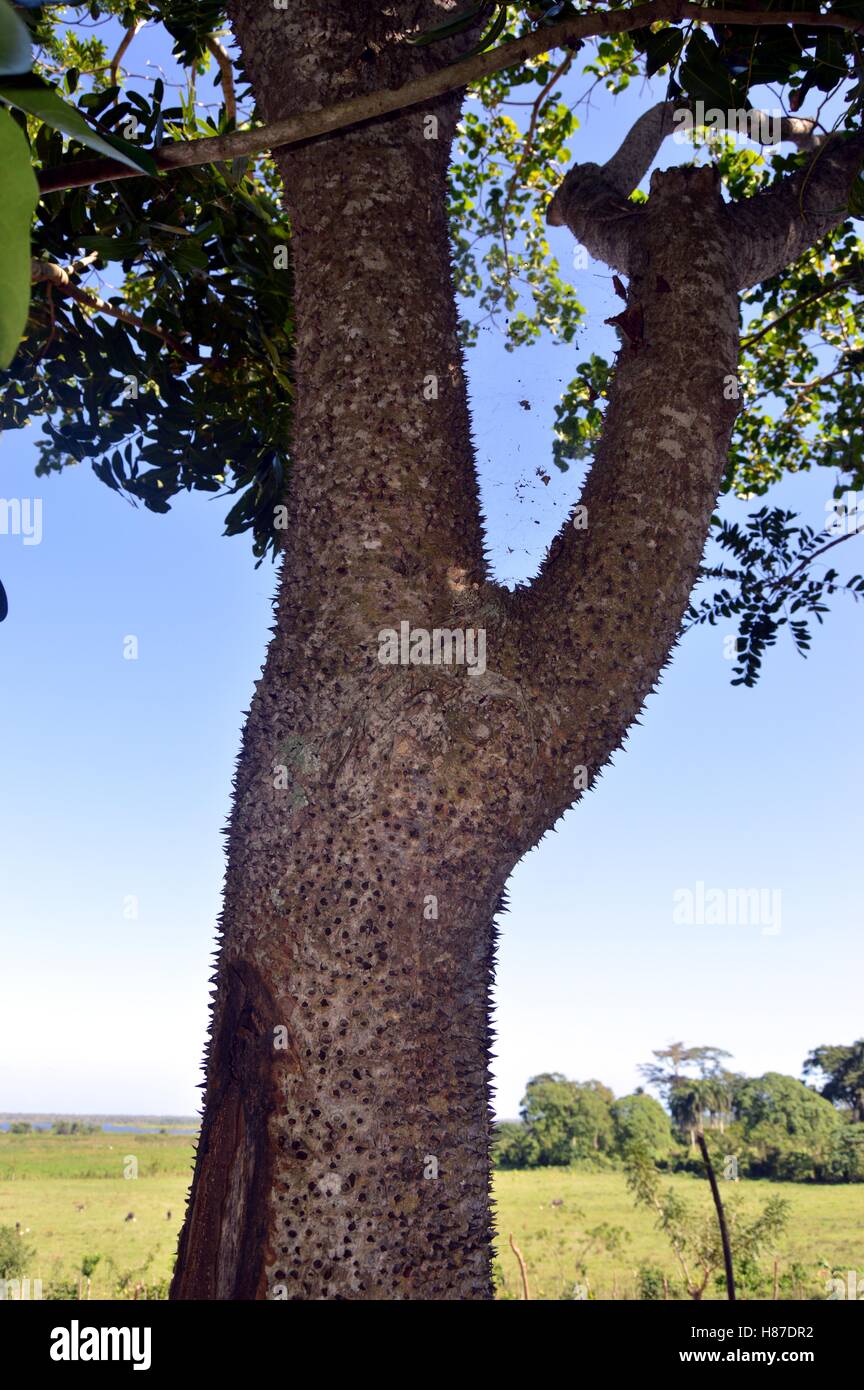 Tree trunk shapes hi-res stock photography and images - Alamy