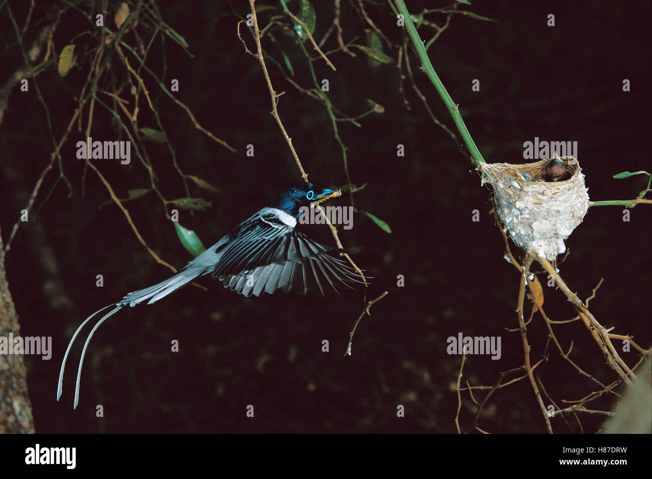 Madagascar Paradise Flycatcher (Terpsiphone mutata) male white morph ...