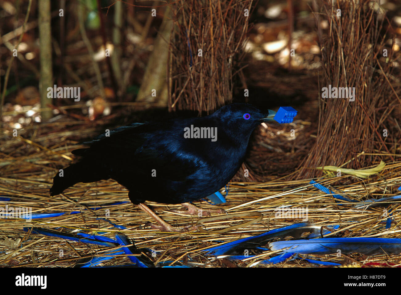 Satin Bowerbird (Ptilonorhynchus violaceus) male displaying blue ...