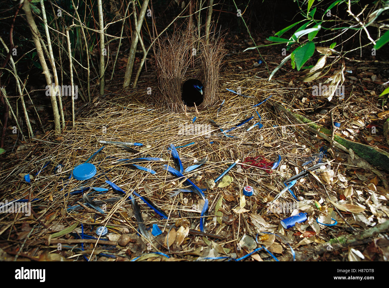 Satin Bowerbird (Ptilonorhynchus violaceus) male displaying blue ...