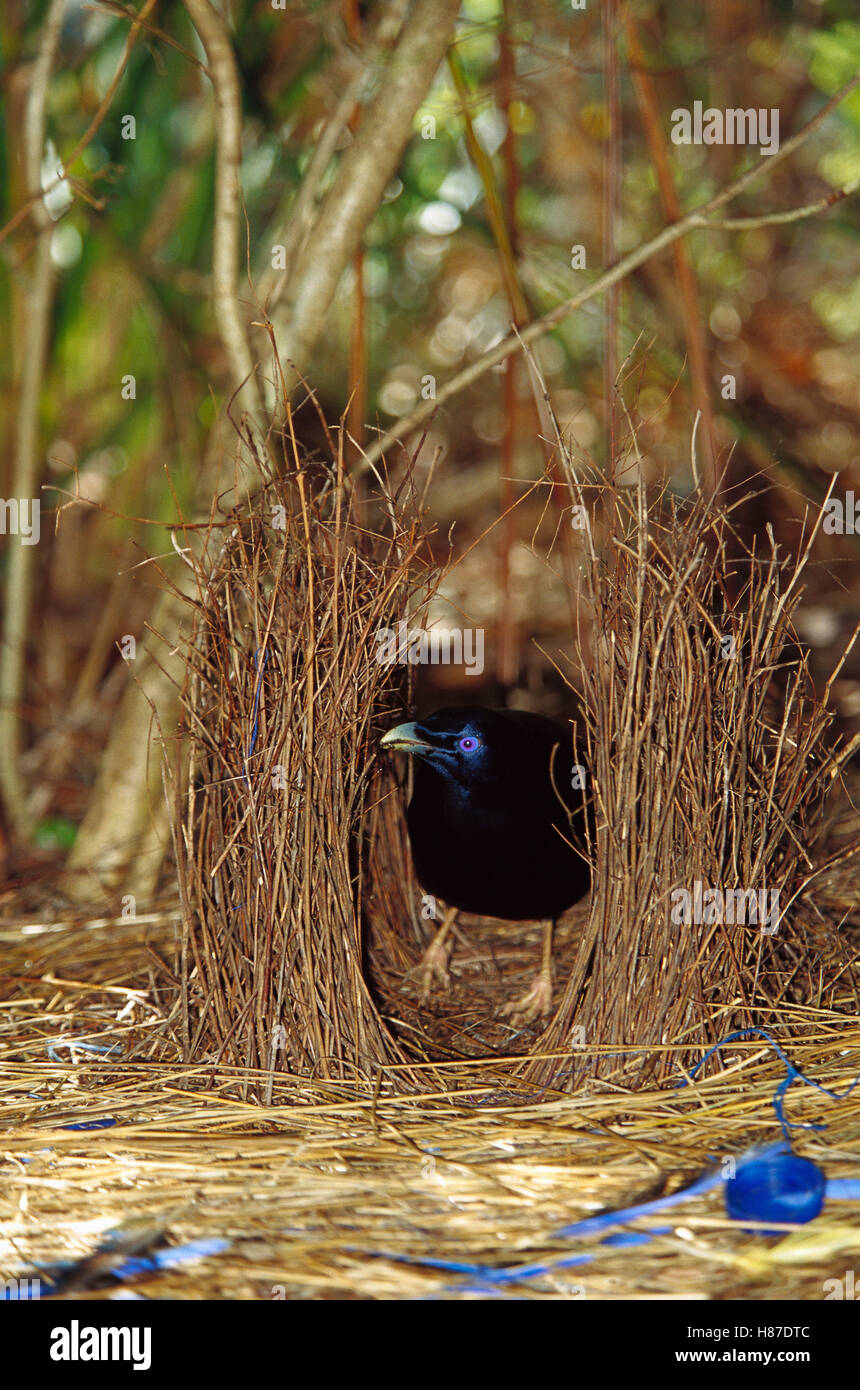 Satin Bowerbird (Ptilonorhynchus violaceus) male displaying blue ...