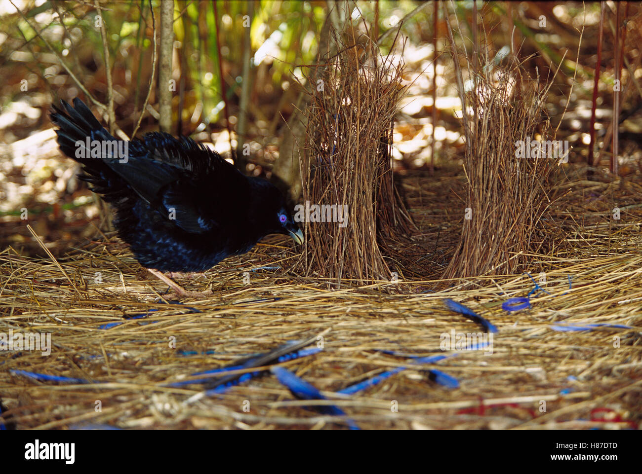Satin Bowerbird (Ptilonorhynchus violaceus) male displaying blue ...