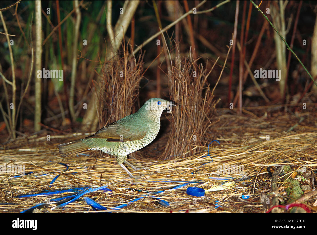 Satin Bowerbird (Ptilonorhynchus violaceus) female attracted to a male ...